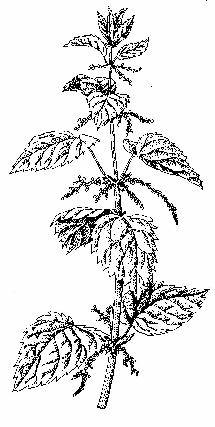 Brennesselhof Wallmow